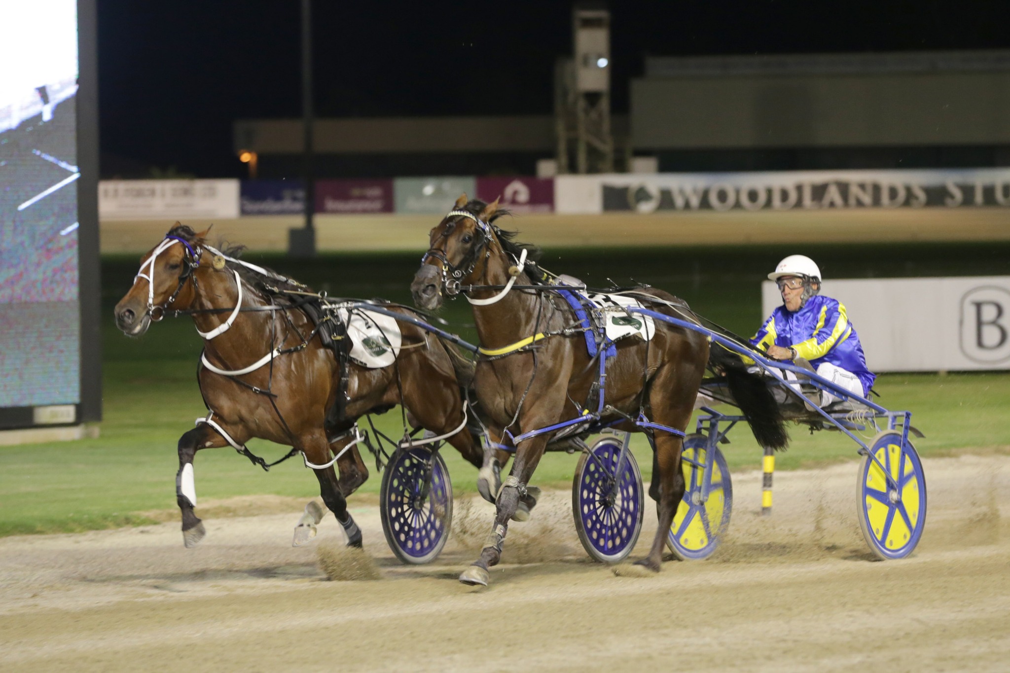 Cold Chisel's (NZ) Powerful Display in Group One Northern Derby | NZB ...